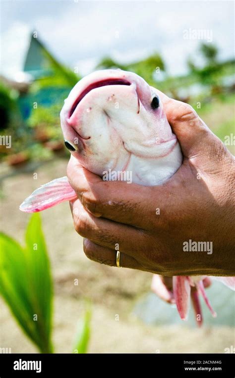Basa Fish Person Holding A Basa Either Pangasius Hypophthalmus Or
