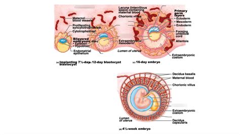 Embryonic Development Diagram Quizlet