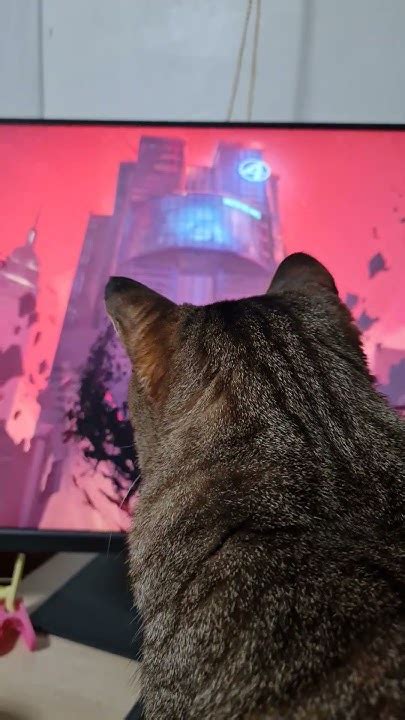 게임만틀면귀신같이모니터앞에앉는고양이 Youtube