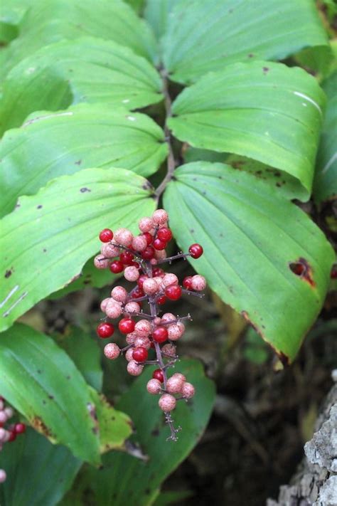 Edible Wild Berries Fruits A Foragers Guide Berry Fruit Red Fruit Forest Girl Tree
