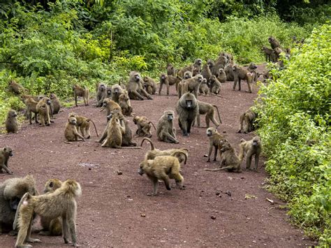 Baboons Uncovered Their Unique Traits Habitats And Survival Tactics