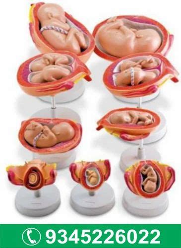 Embryo Development Model At ₹ 4550 Piece In Coimbatore Id 2852175015630