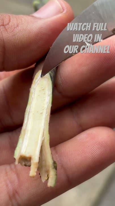 Cambium Layer In Grafting Youtube