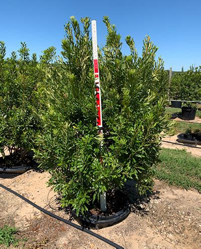 Wax Myrtle Cherrylake