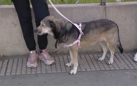 El emotivo momento de una joven que encontró a su perra perdida hace
