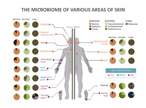 Variation In The Microbiome SkinDrone