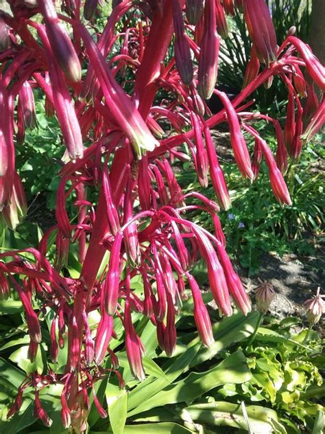 Trigg Plants Quality Native Perennial And Succulent Plants