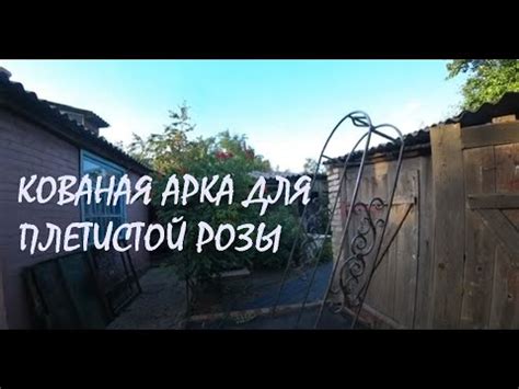 АРКА для плетистой розы КОВРЫ под черешнями СЕТКА для огурцов_23.06. ...