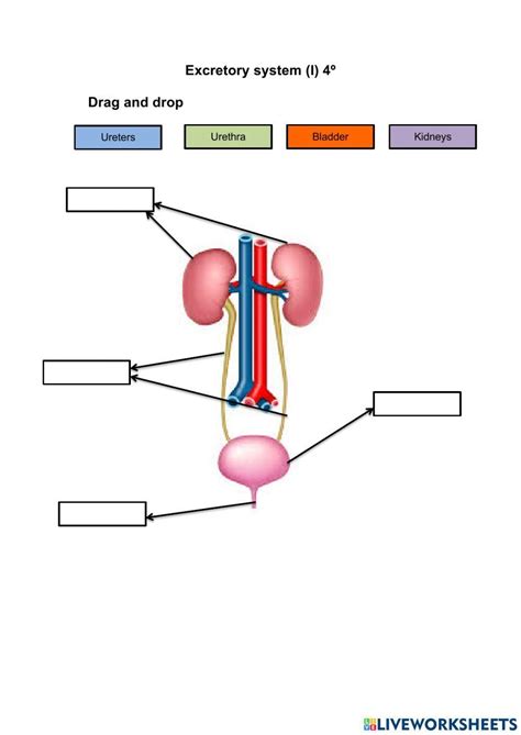 Excretory System Free Exercise Live Worksheets Worksheets Library