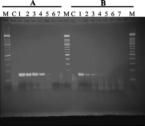 Amplification Of A Serial Dilution Of The Standard Plasmid Pcr Gpb By