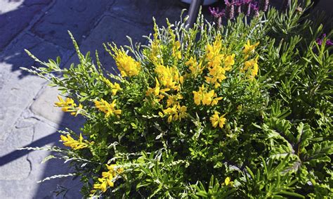 Sweet Broom Info Growing Sweet Broom Shrub In Landscapes Gardening