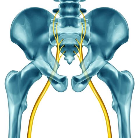 Concepto De Nervio Ciático Como Anatomía Humana Con Elementos De