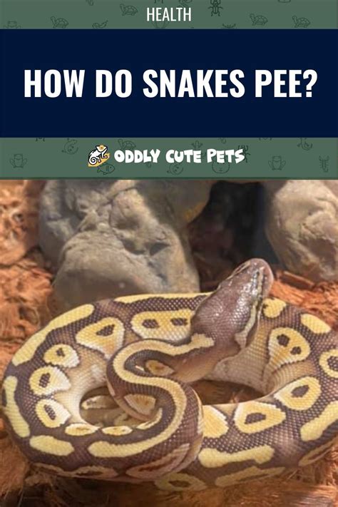 27 Ball Python Facts Only Ball Python Owners Know Artofit