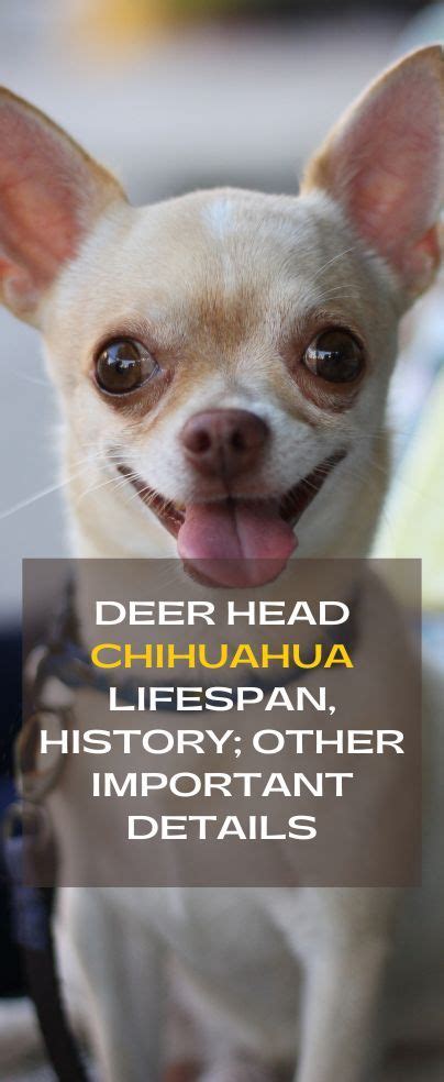 Deer Head Chihuahua Lifespan History And More Deer Head Chihuahua
