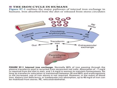 Iron Deficiency Anemia Andiron Poisoning Pptx