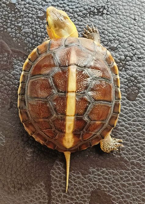 Yellow Margined Box Turtle 圆圆小可爱黄缘小龟 4 3cm Lazada