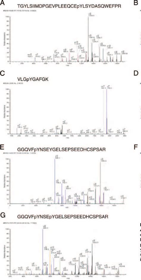 Figure 4 From Endothelial Cell Adhesion To The Extracellular Matrix