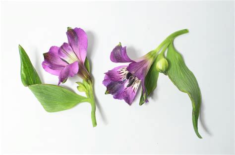 Violet Color Photos, Download The BEST Free Violet Color Stock Photos ...