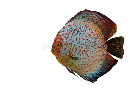 Peixes Coloridos Do Disco Isolados No Fundo Branco Imagem De Stock