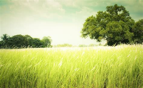 Sunlight Trees Landscape Nature Grass Sky Plants Field