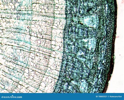 Micrograph Of Pine Wood Stock Image Image Of Microscope 78883521