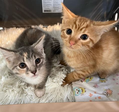 路上に置き去りにされていた子猫達を救い出した人達。すぐに子猫達がお互いのことをどれだけ必要としているかに気づく エウレカ！