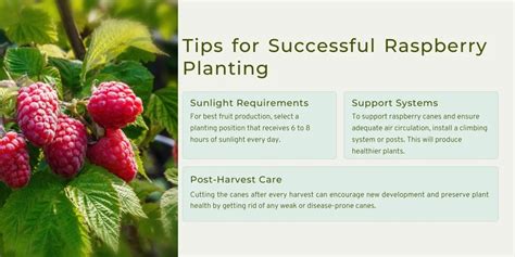 Ppt Grow Your Own Oasis Raspberry Plants For Sale Powerpoint