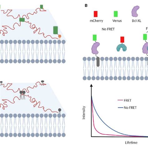 Tirf Based Single Molecule Tracking To Investigate Membrane Transient