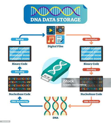 Dna Data Storage Infographic Vector Illustration Explained Technology Stock Illustration