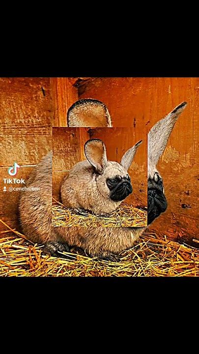 Pug Rabbit Or Memes Brainrot Shorts Youtube