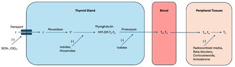 Thyroid Disease In Pregnancy Openanesthesia