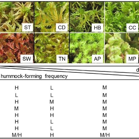 Summary Of Traits Characteristics For All Species Analysed For Species Download Scientific