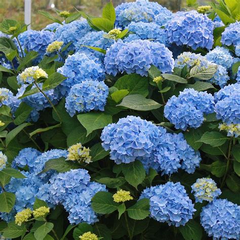 The Large Hydrangea A Showstopper For Your Garden Canciones 35