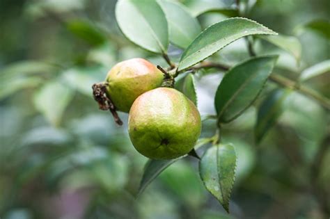 Biji Teh Di Pohon Minyak Camellia Terbuat Dari Bijibijian Ini Minyak