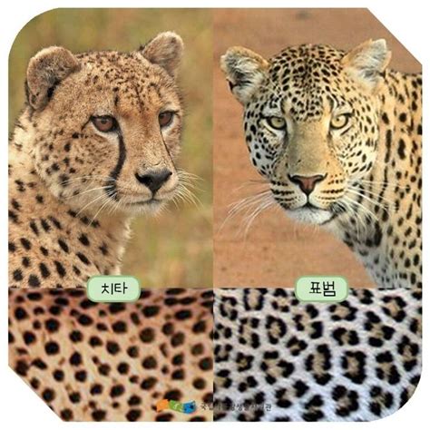 표범 재규어 치타 퓨마 구별하기 인스티즈instiz 이슈 카테고리
