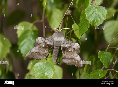 Poplar Hawk Moth Laothoe Populi Hawkmoths Insects Moths