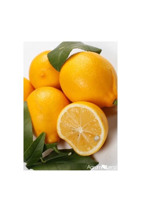 Limone Meyer Vendita Pianta Online