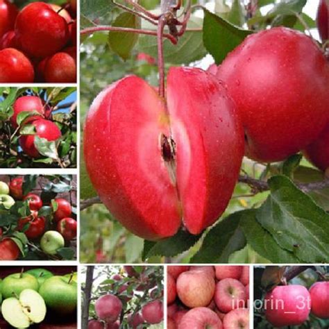 จุด100 อวบ Seeds20pcs กระถางแอปเปิ้ลต้นไม้ต้นกล้าประดับระเบียงกินเพื่อ