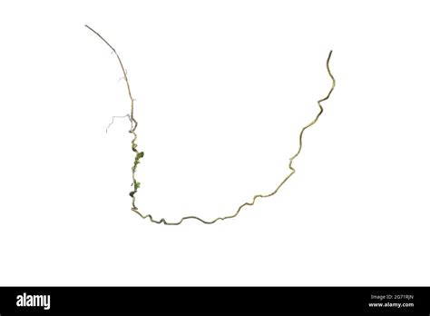 A Big Tree Root Overgrown With Green Moss Isolated On White Background