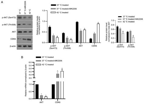 Cdk6 Is Stimulated By Hyperthermia And Protects Gastric Cancer Cells