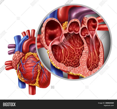 Healthy Human Heart Diagram