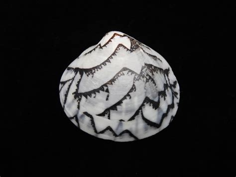 Lioconcha Castrensis 51 8mm Shellbuynow