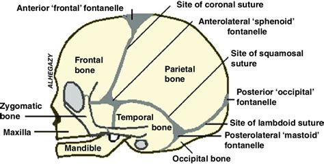 Skull Sutures Labeled