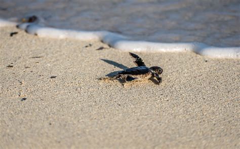 Sea Turtle Hatchlings In Tanzania 2024 Rove Me