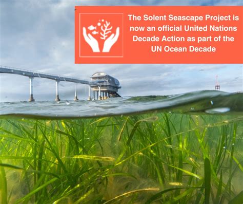Project Seagrass On Linkedin As A Partner In The Solent Seascape