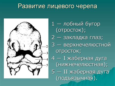 Анатомия черепа презентация онлайн