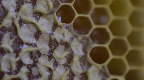 GitHub Enterprise Neurosystem APIary Bee Project Initial Repository