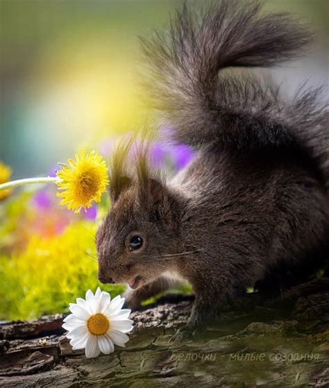 Всегда есть что то красивое в поле зрения даже если это просто ромашка