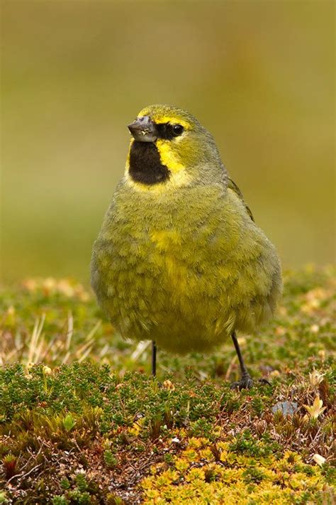 Sohnjoo S Photography Pet Birds Beautiful Birds Pretty Birds