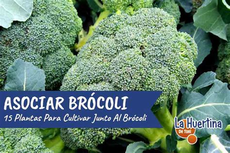 15 Companion Plants To Pair With Broccoli Global Gardening Secrets